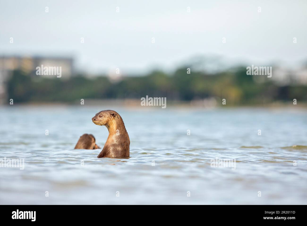 An alert smooth coated otter keeps an eye on land while the family fish ...