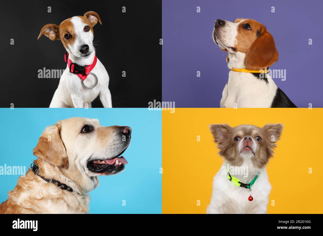 Collage with photos of cute dogs in collars on different color ...