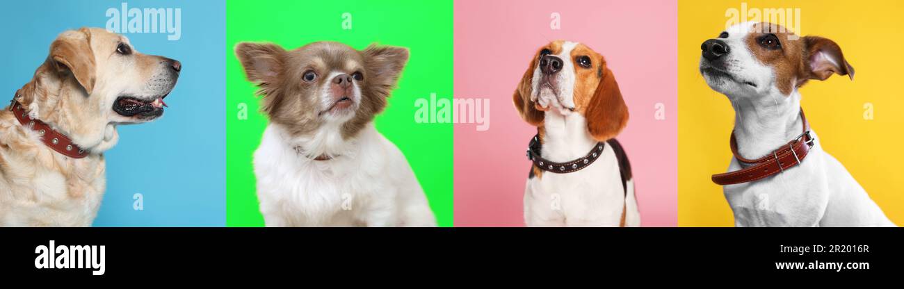 Collage with photos of cute dogs in collars on different color ...