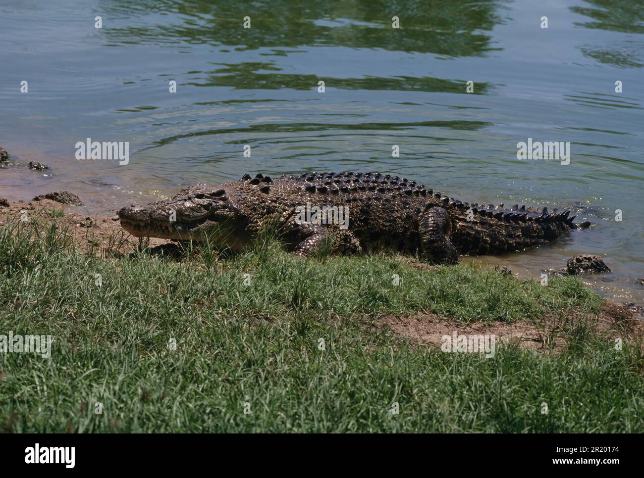 The saltwater crocodile (Crocodylus porosus) is a crocodilian native to ...