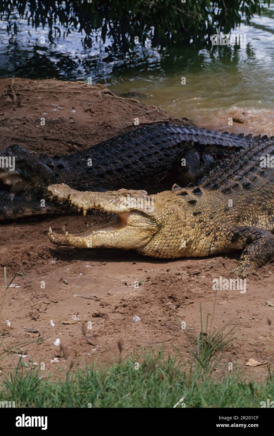 The saltwater crocodile (Crocodylus porosus) is a crocodilian native to ...
