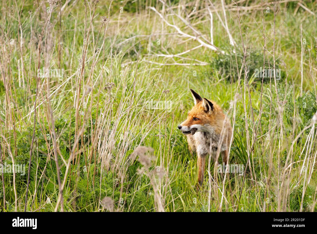 A mature red fox stands in a grassy meadow, gazing into the distance ...