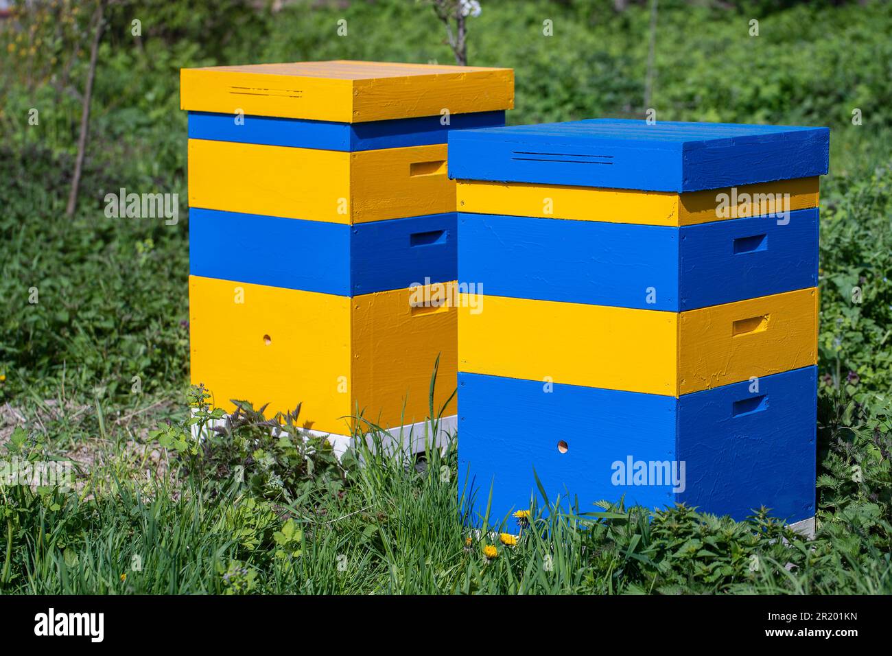 Two new set of yellow-blue wooden beehive in the spring garden, close ...