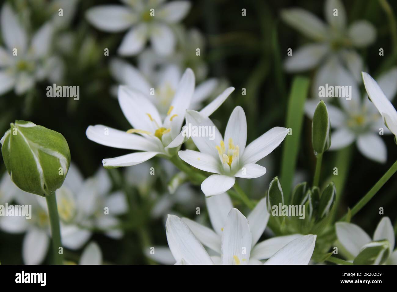 Star of Bethlehem Stock Photo - Alamy