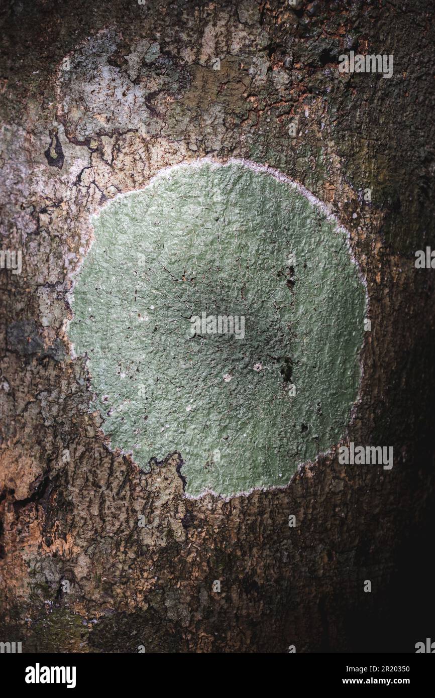 Mold on tree hi-res stock photography and images - Alamy