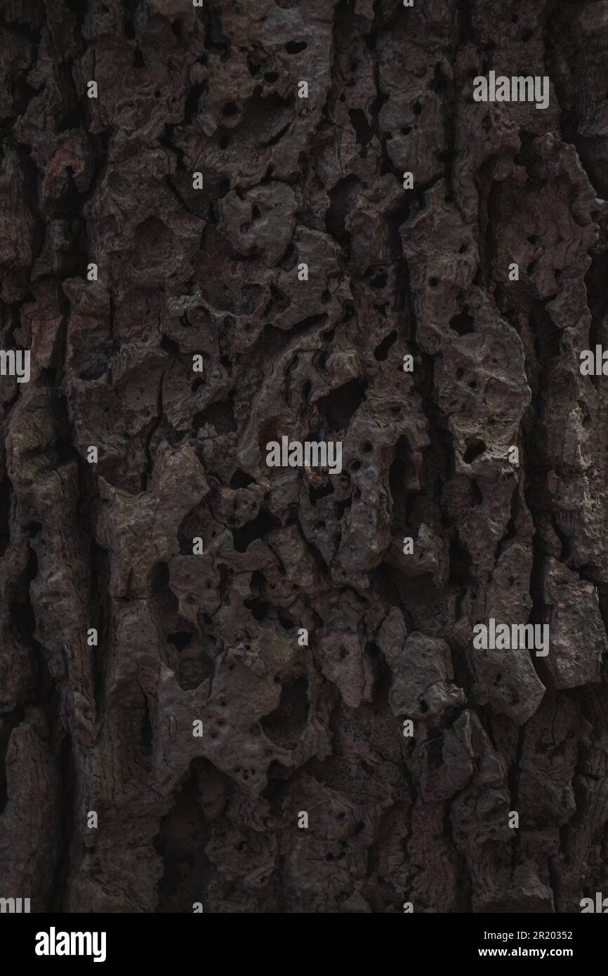 Abstract Tree bark texture background Stock Photo - Alamy Abstract Tree bark texture background Stock Photo - Alamy