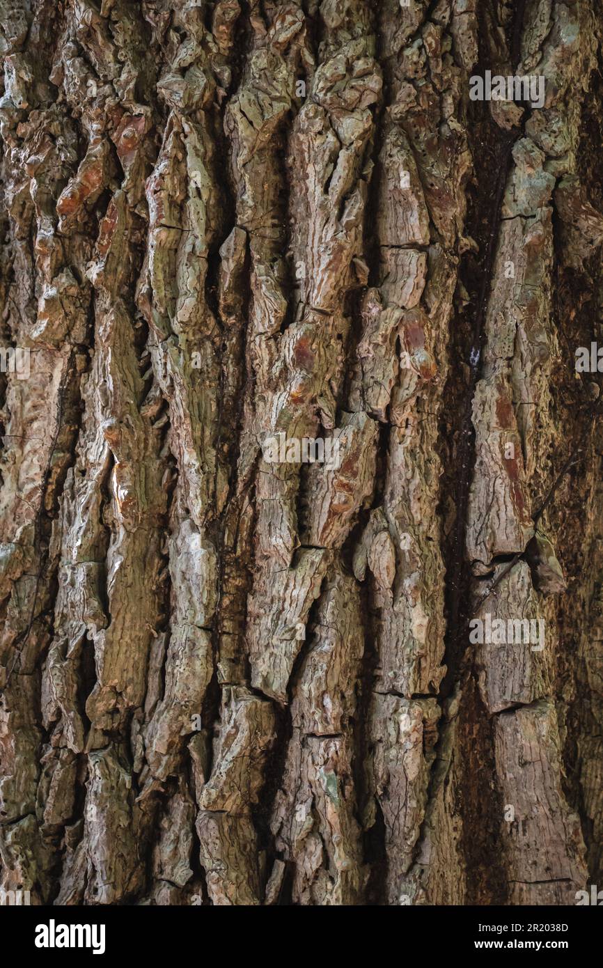 Tree bark rustic pattern hi-res stock photography and images - Alamy