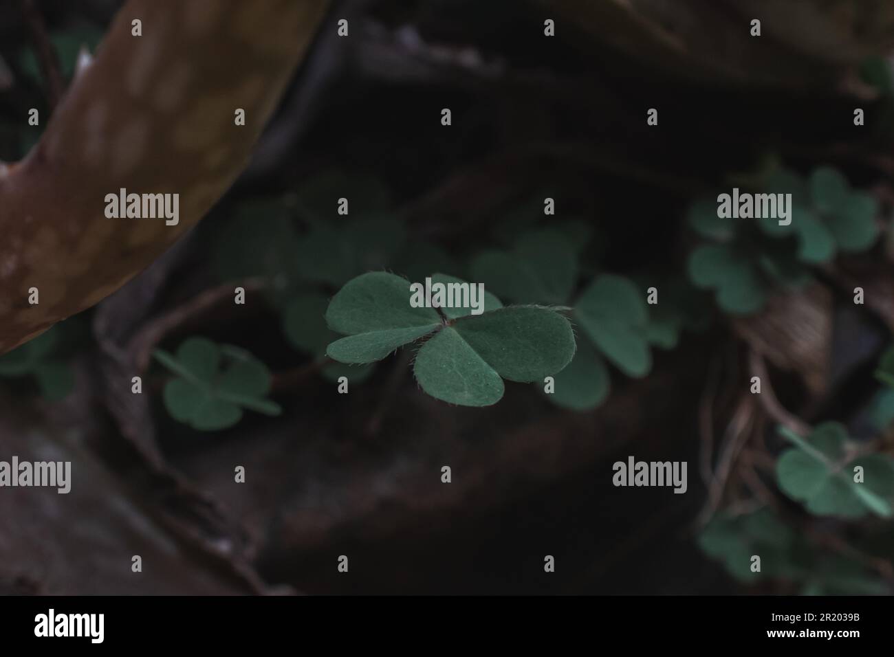 Jungle shade hi-res stock photography and images - Alamy