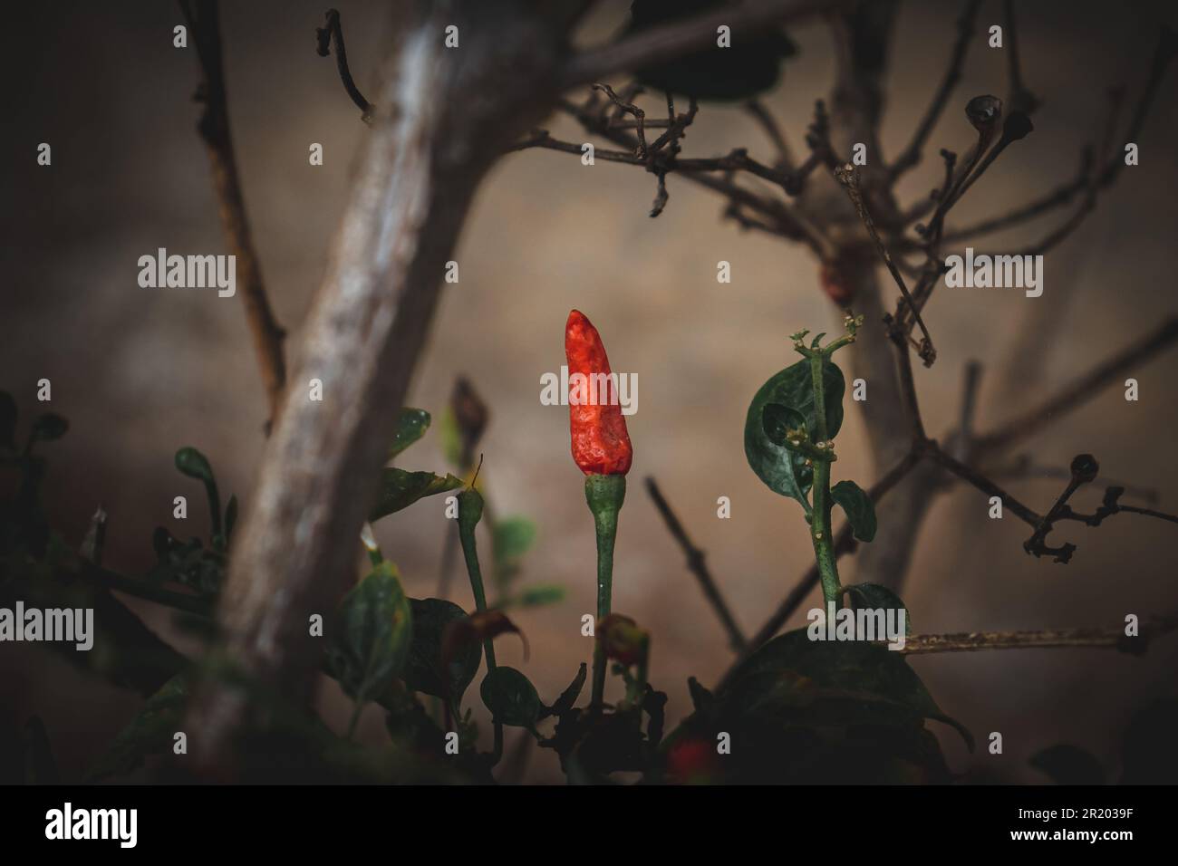 Green chilli wallpaper hi-res stock photography and images - Alamy