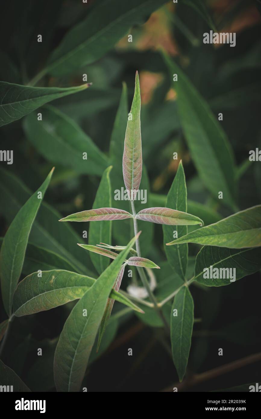 Leaves of the plant, close-up. Natural background Stock Photo - Alamy