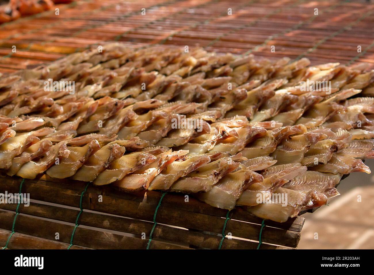Snakehead fish hi-res stock photography and images - Alamy