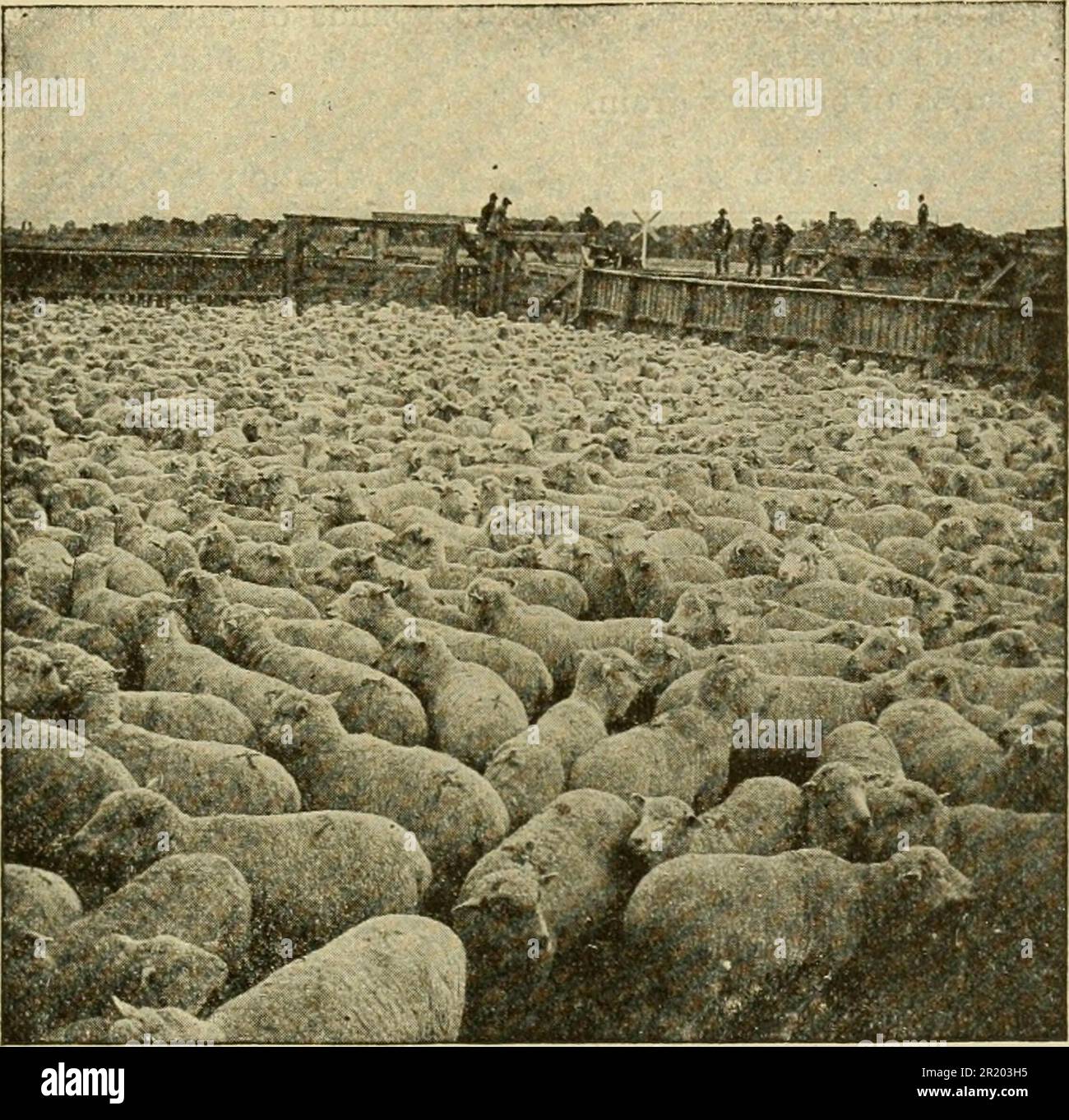 Montana sheep ready for shipment Stock Photo - Alamy