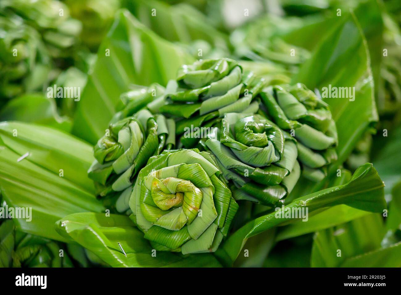 Fresh pandan plant hi-res stock photography and images - Alamy