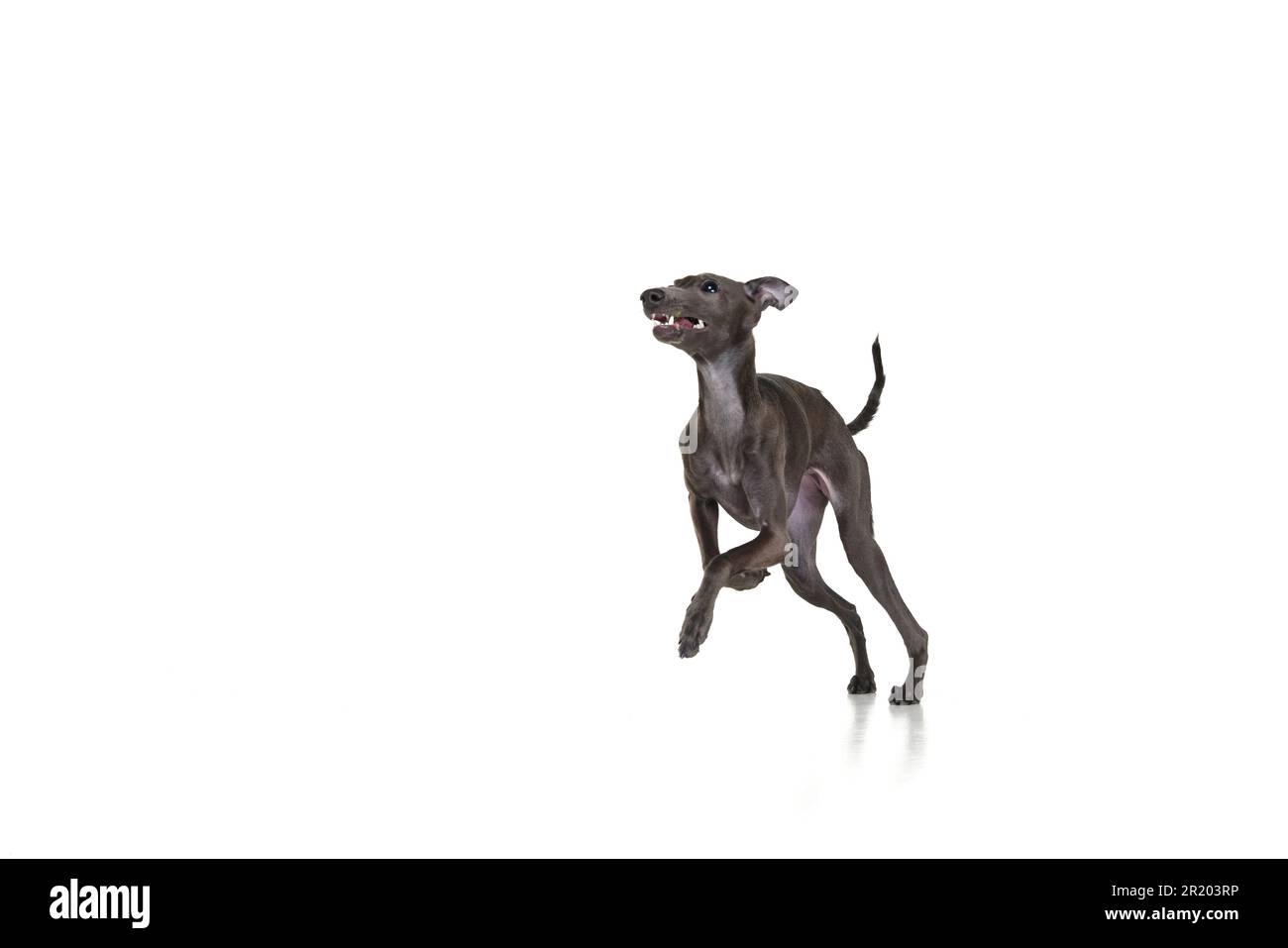 Playful puppy, dog Italian greyhound running, playing isolated over ...