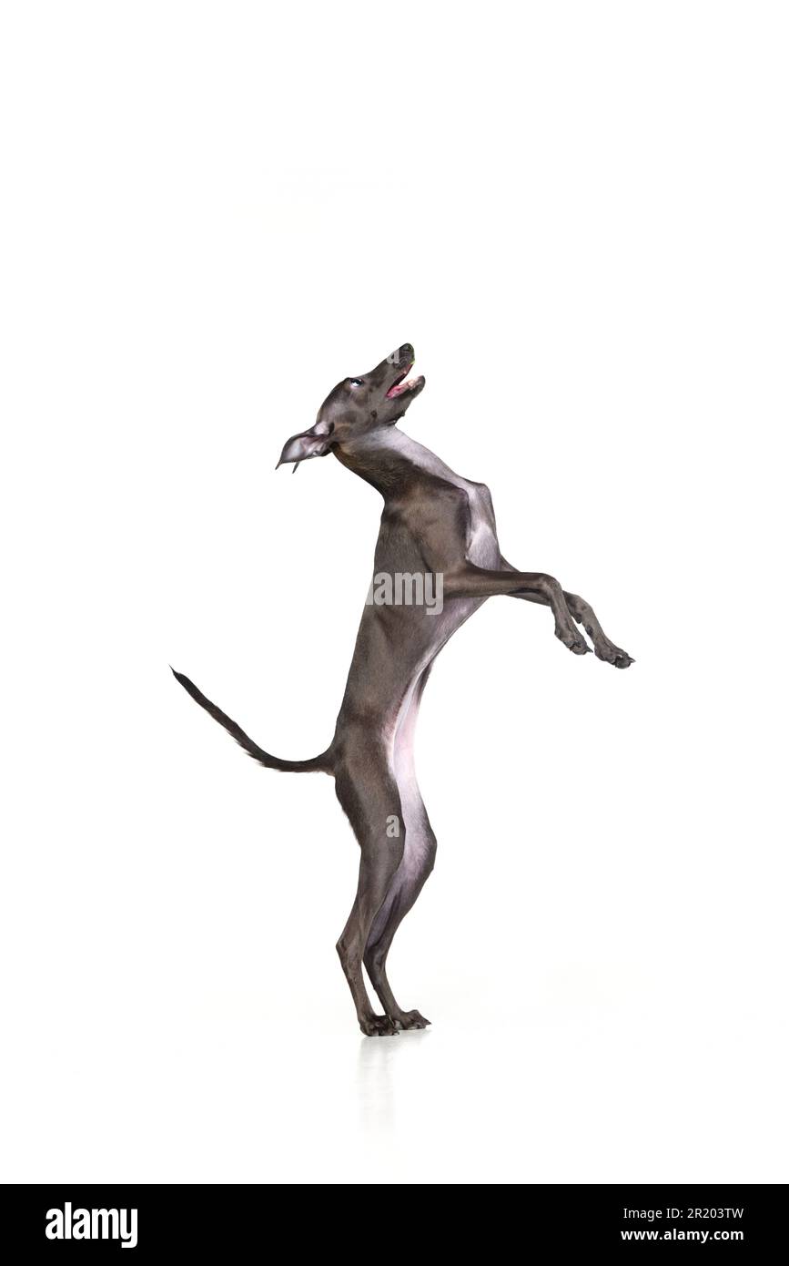Portrait in motion with dog, Italian greyhound with brown fur jumping ...