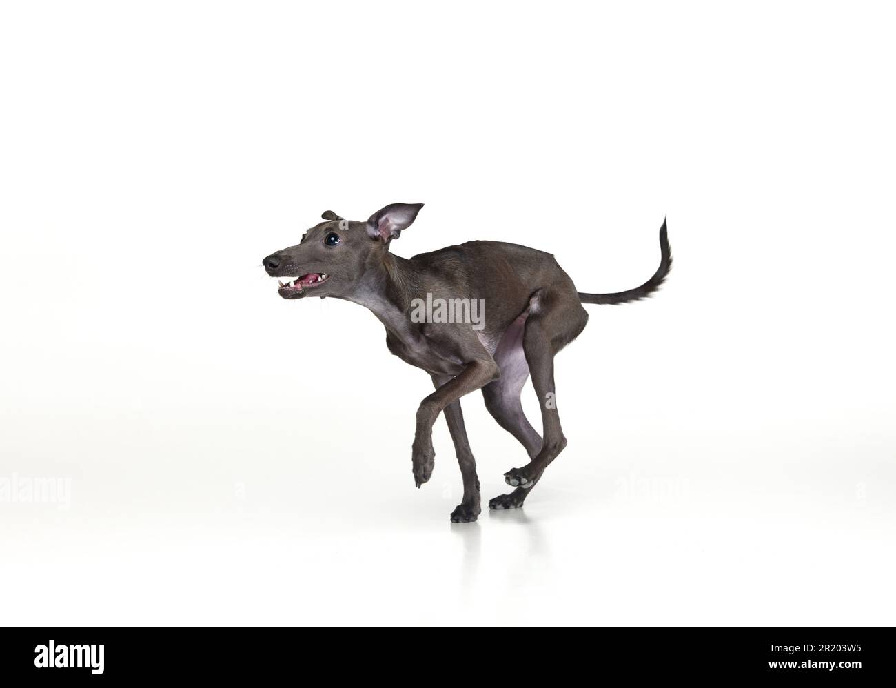 Portrait of cute joyful animal, Italian greyhound running with open ...