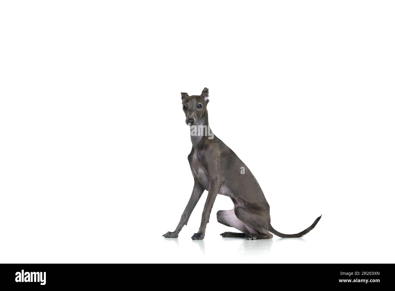 Portrait with beautiful animal, Italian greyhound with brown fur posing ...