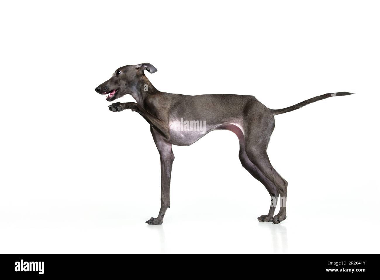 Happy puppy. Portrait with playful dog Italian greyhound posing and ...