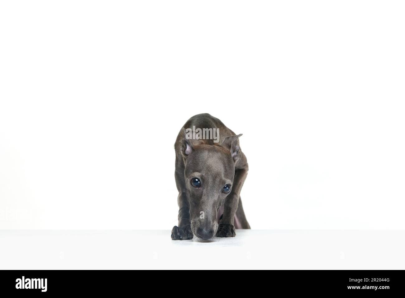 Portrait with playful dog Italian greyhound posing and nose sniffing ...