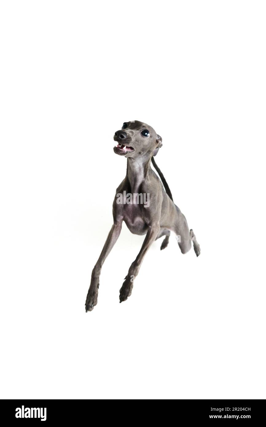 Portrait with playful dog Italian greyhound posing and raising paws ...