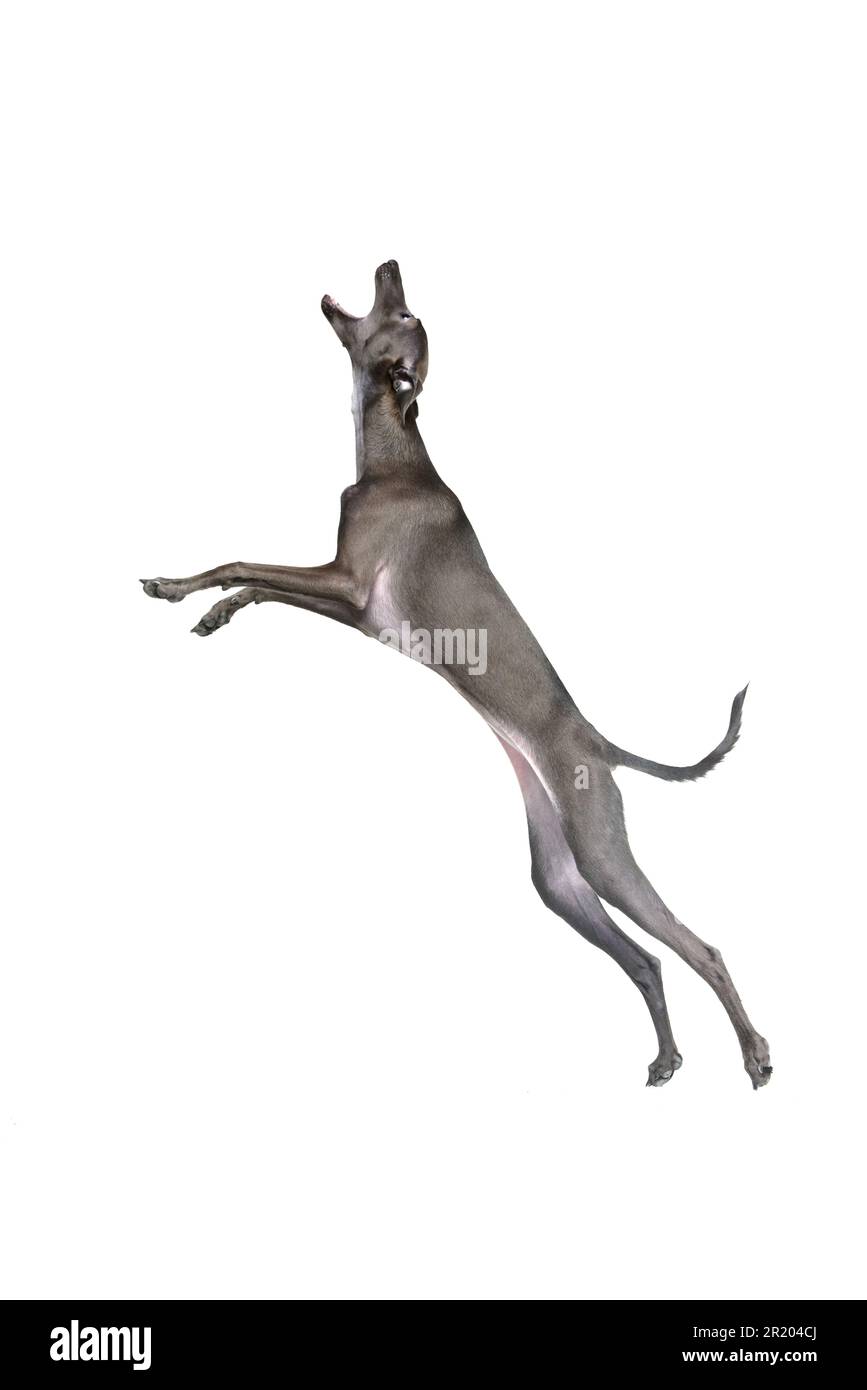 Portrait in motion with Italian greyhound with brown fur and open mouth ...