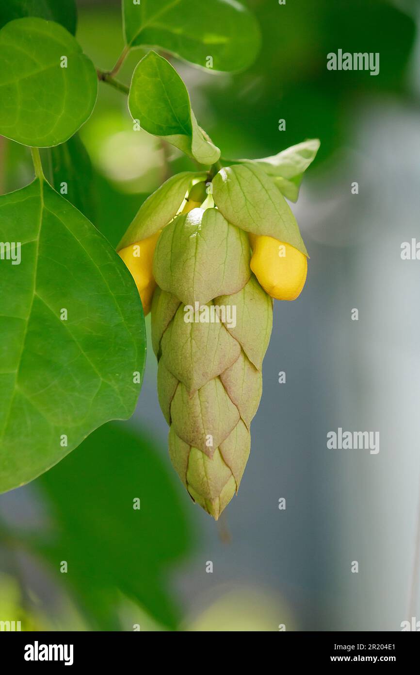 Gmelina philippensis is a shrubbery Stock Photo - Alamy