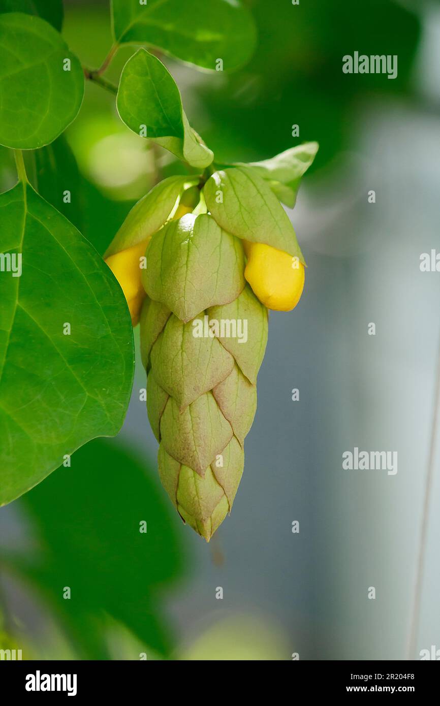 Gmelina tree hi-res stock photography and images - Alamy