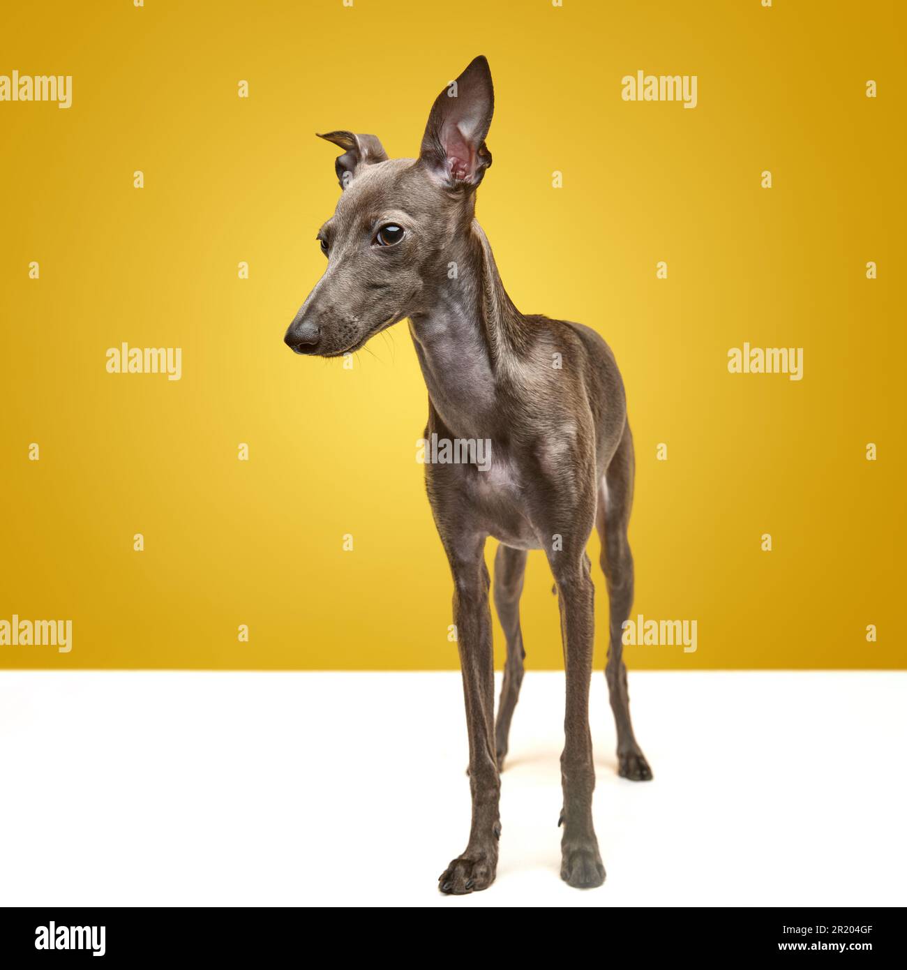 Portrait of cute animal, Italian greyhound breed with silk, brown fur ...