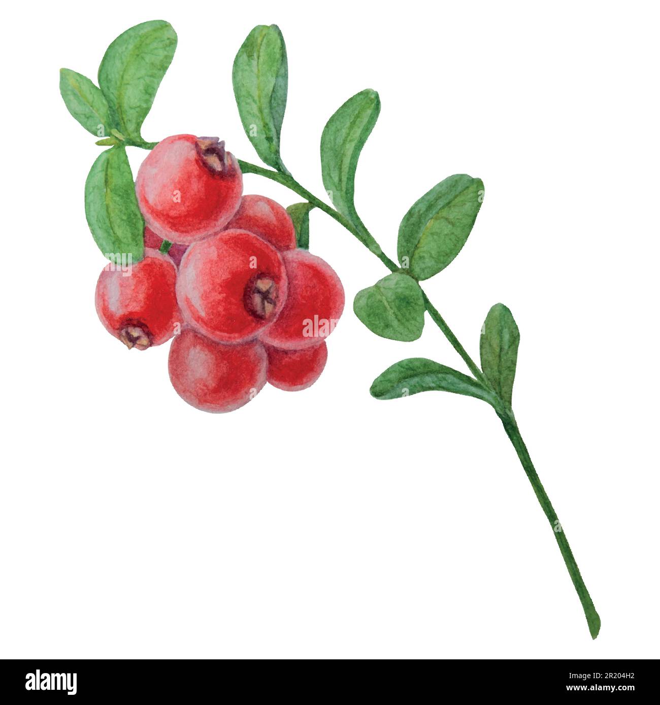 Wild red berries watercolor hand drawn botanical realistic illustration ...