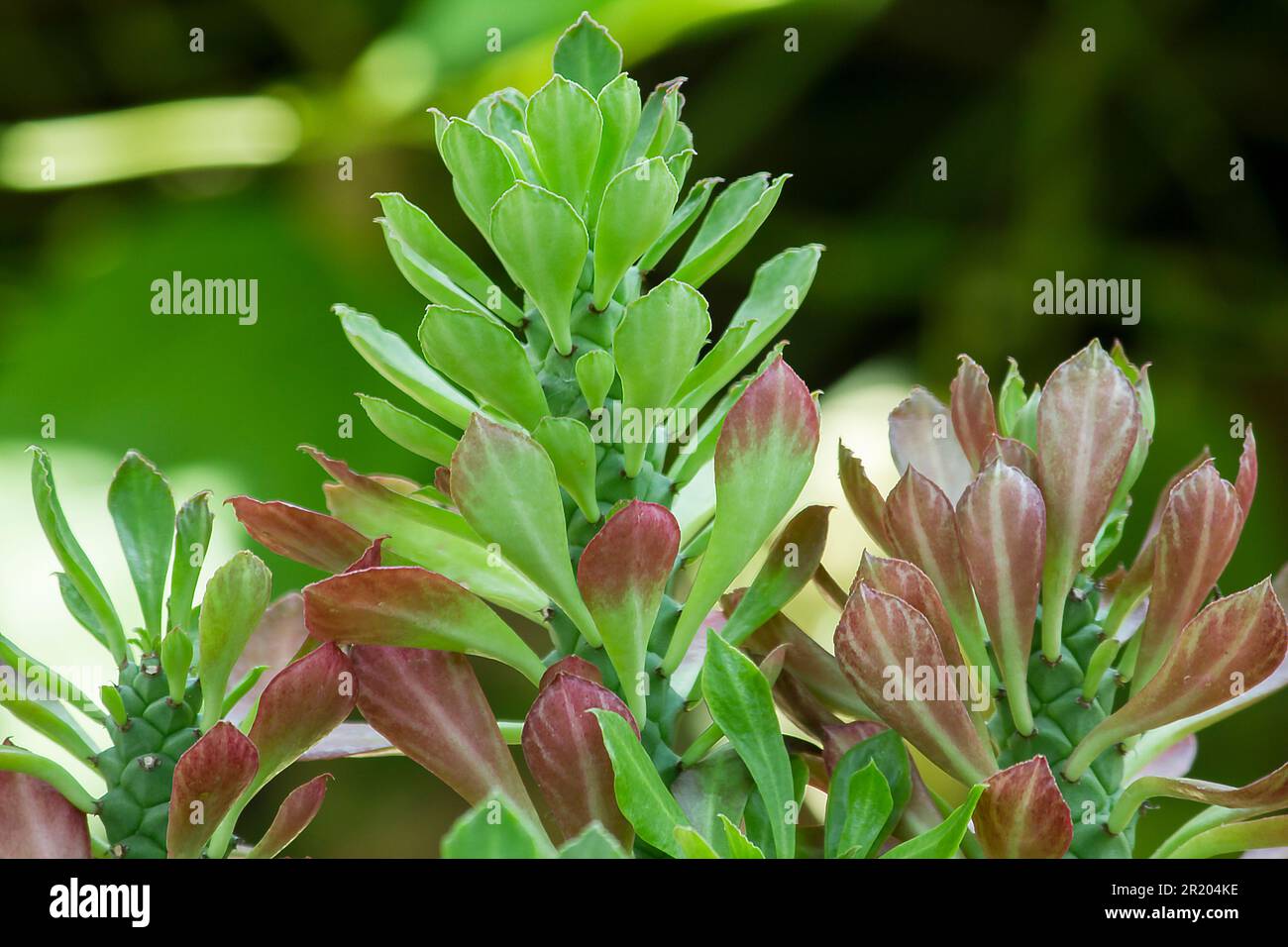 Rat tail Cactus is an auspicious beautiful tree A cactus plant Stock ...
