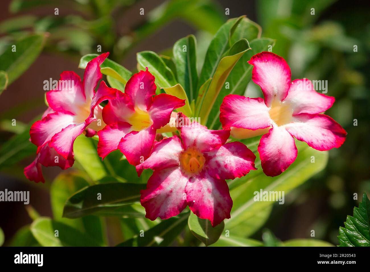 Adenium pink is blooming Stock Photo - Alamy