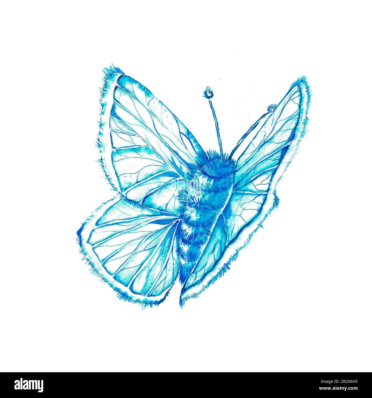 a set of watercolor illustrations. blue butterflies, lotus flowers ...