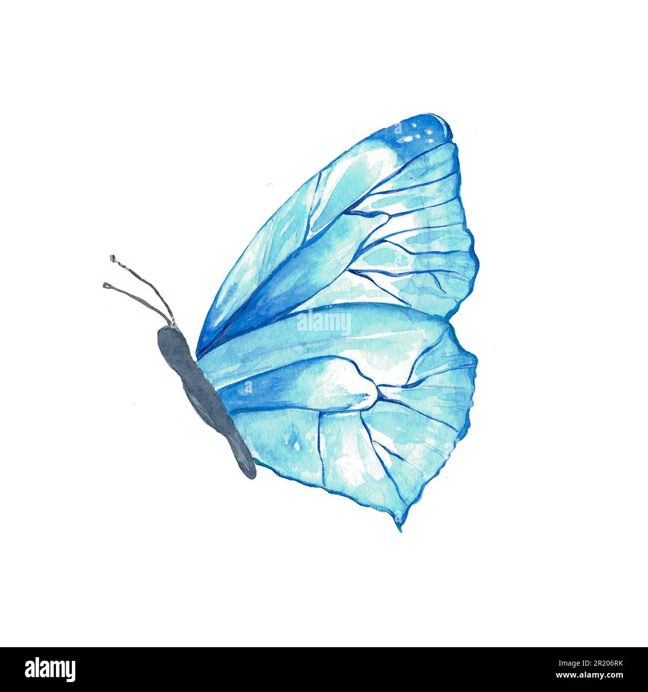 a set of watercolor illustrations. blue butterflies, lotus flowers ...