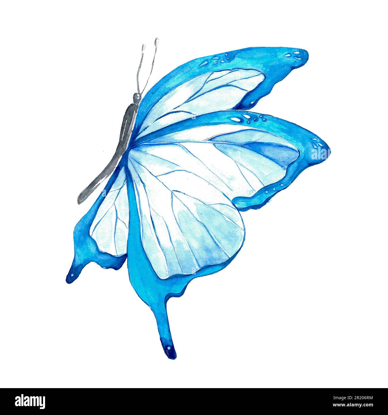 a set of watercolor illustrations. blue butterflies, lotus flowers ...