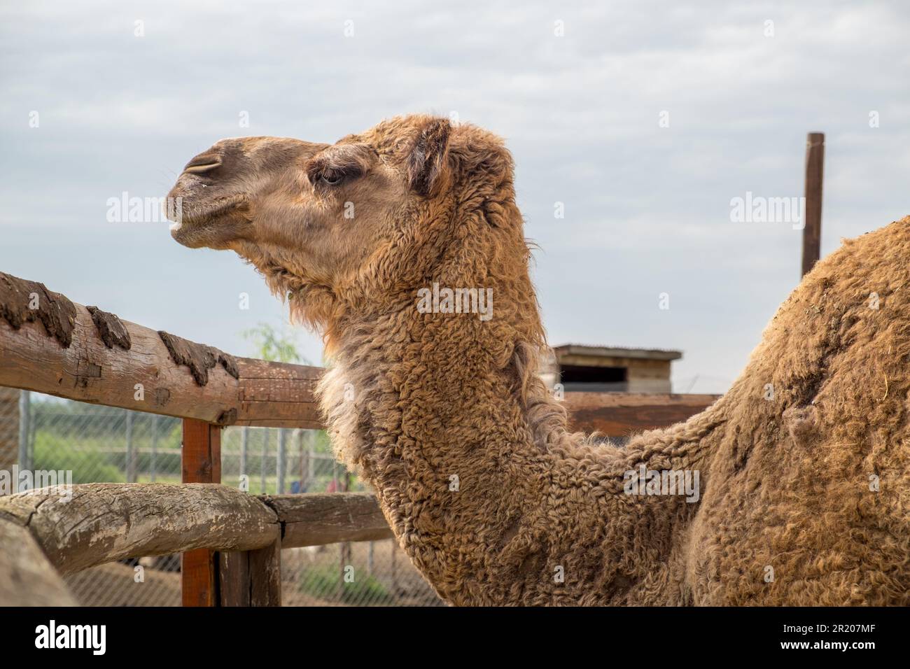 Arabian dromedary one humbed camel in a zoo.Karditsa , Greece Stock ...