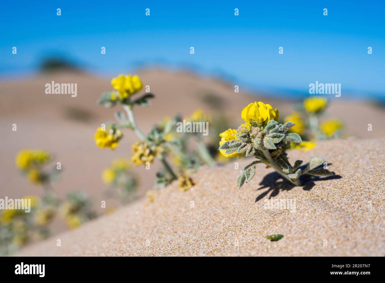 Plants on the beach, Lido Playa Carratois, Pachino, Sicily, Italy Stock ...