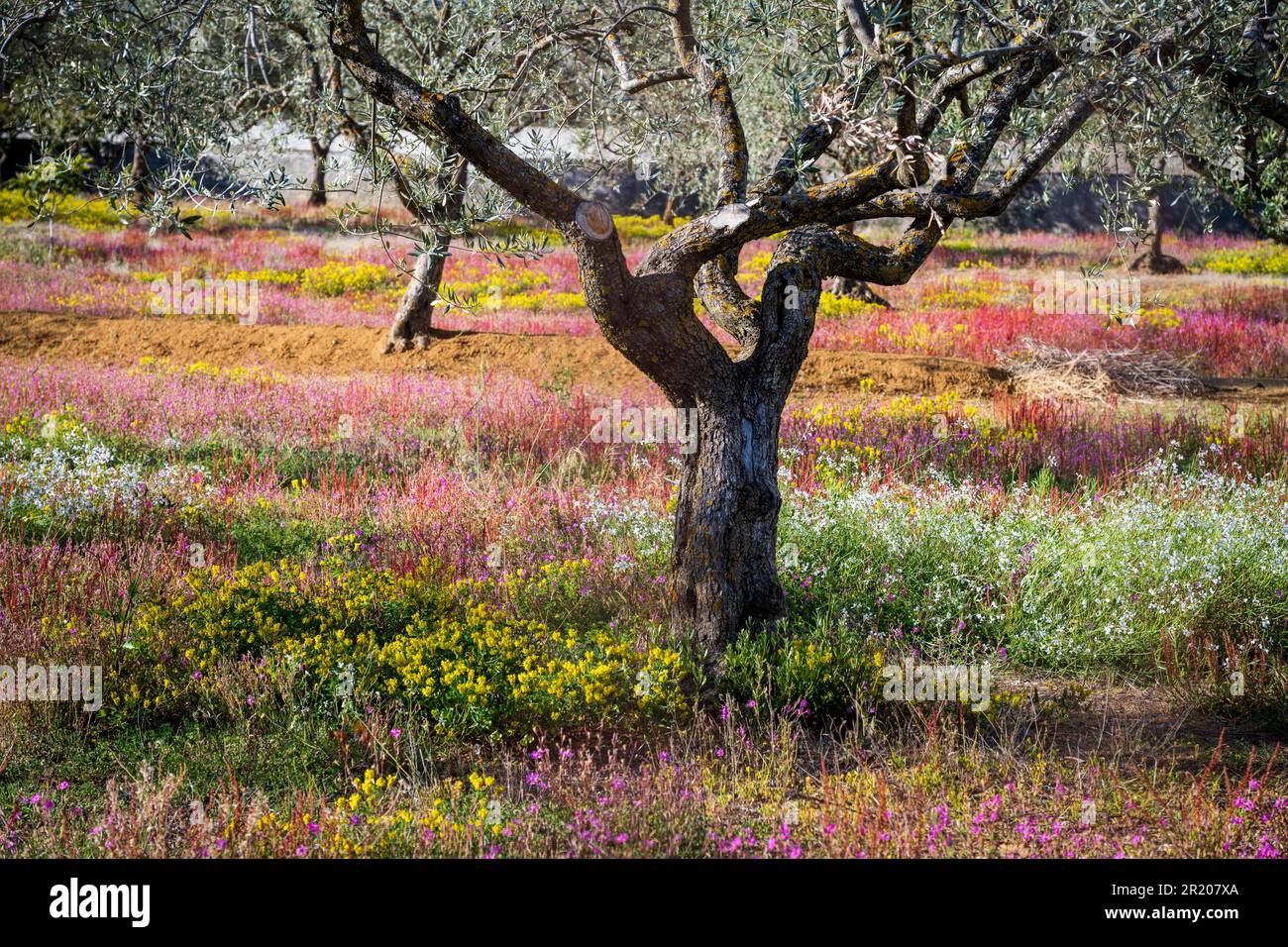 Olive trees in flowering meadow, spring, Sicily, Italy Stock Photo - Alamy