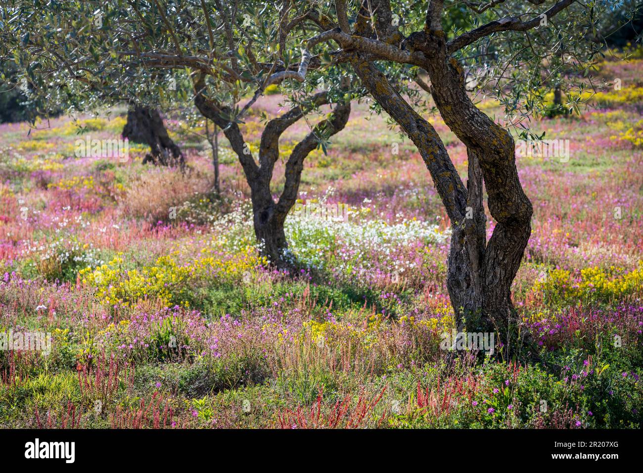 Olive trees in flowering meadow, spring, Sicily, Italy Stock Photo - Alamy
