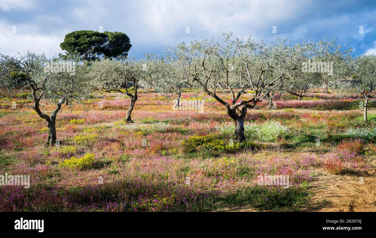 Olive trees in flowering meadow, spring, Sicily, Italy Stock Photo - Alamy