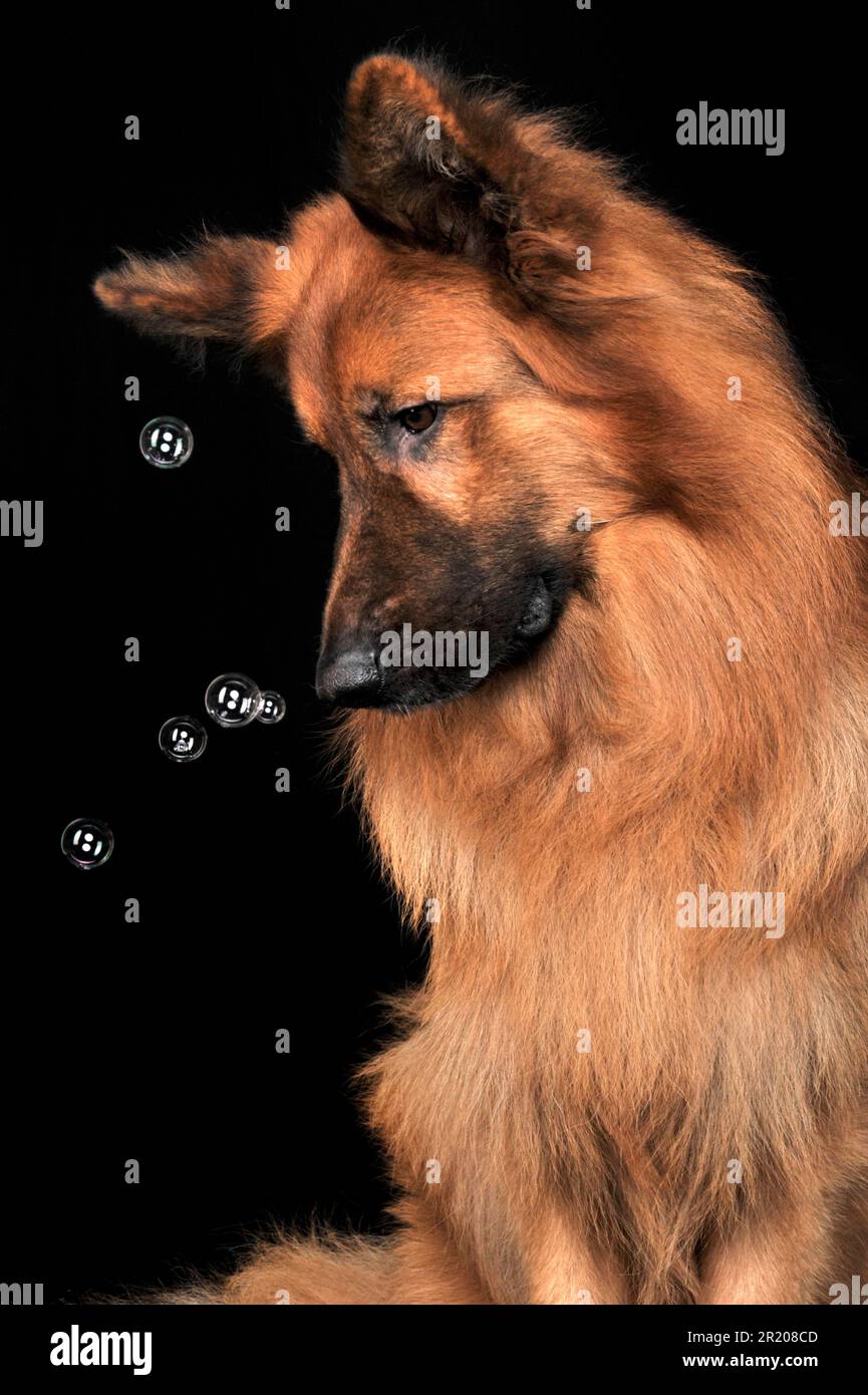 Old German Shepherd Dog, male, adult, long coat Stock Photo - Alamy