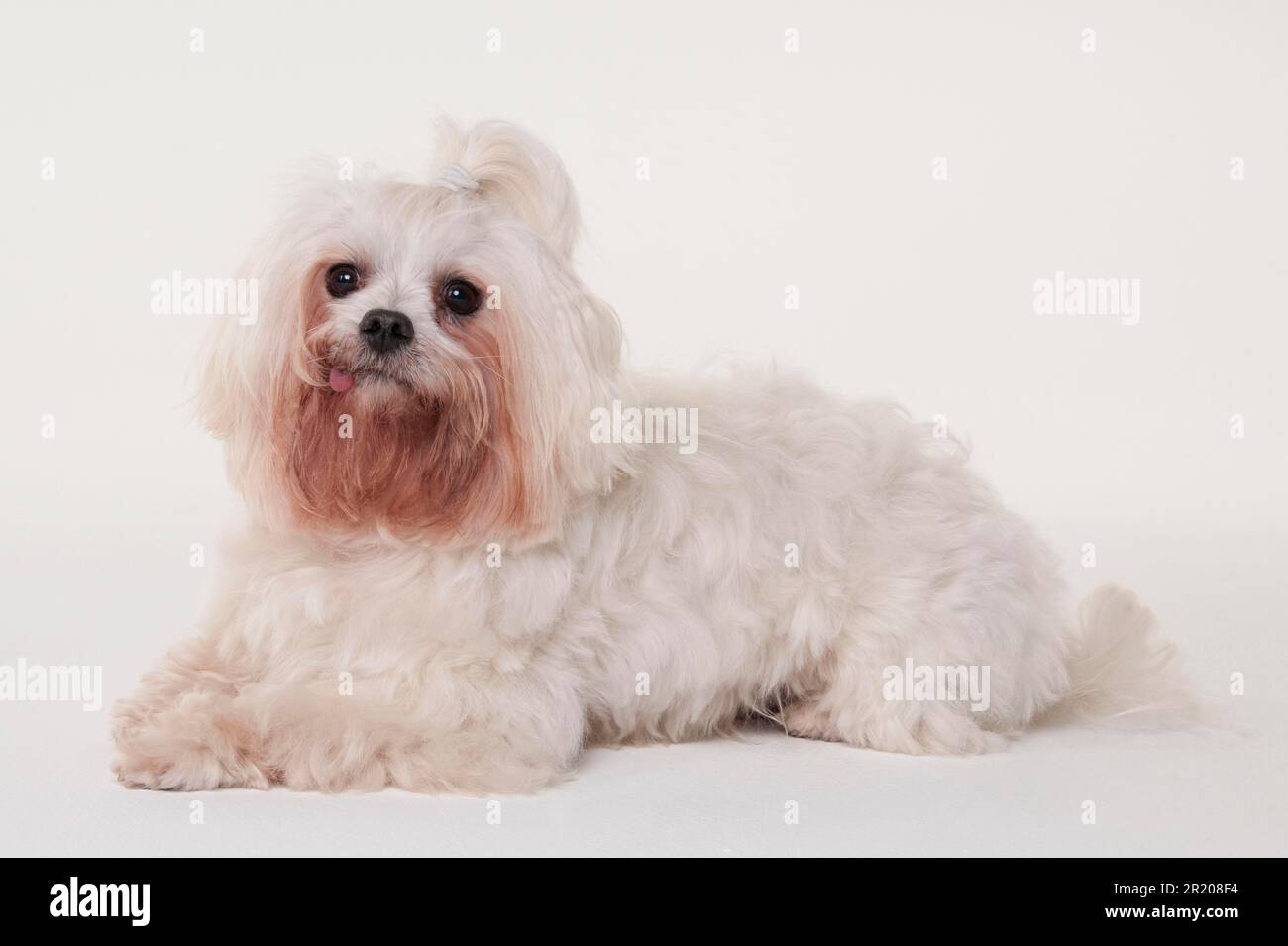 Toothless animal hi-res stock photography and images - Alamy