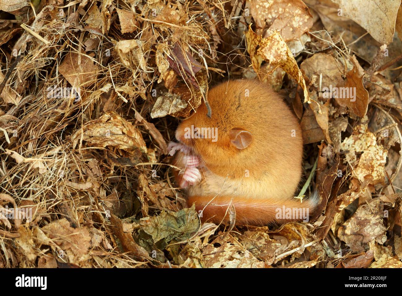 Hazel Dormouse (Muscardinus avellanarius) adult, hibernating in nest ...