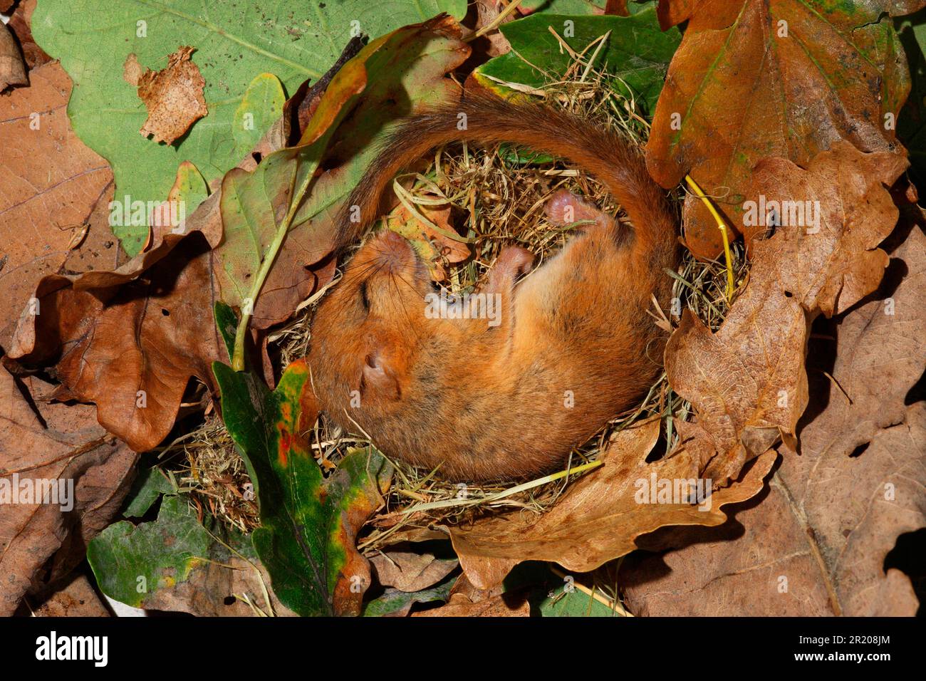 Dormouse, hazel dormice, dormice, rodents, mammals, animals, Hazel ...