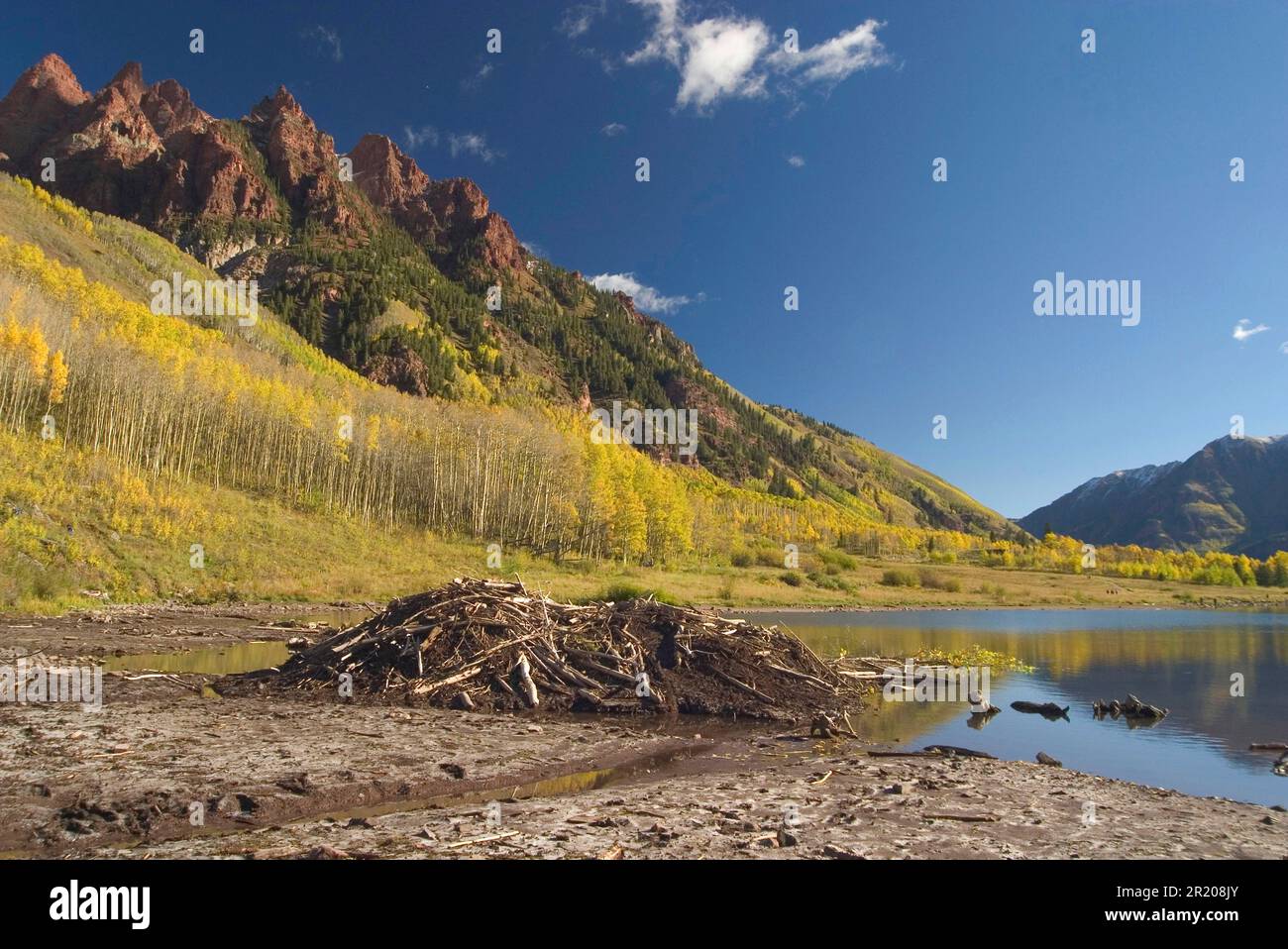 Canada beaver, castoreum (Castor fiber canadensis), Canadian beavers ...
