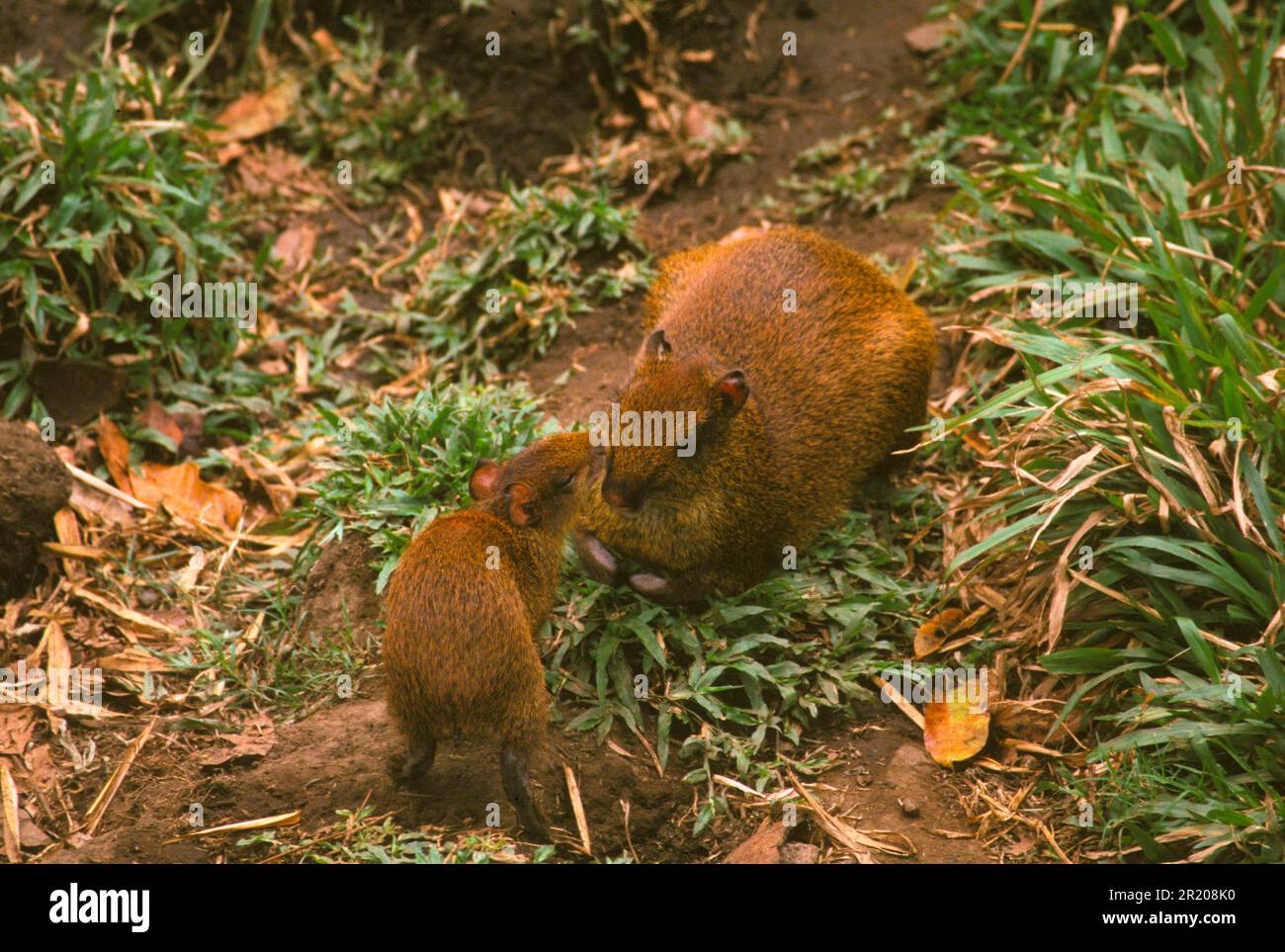 Central american agouti (Dasyprocta punctata), Central American (Agouti ...