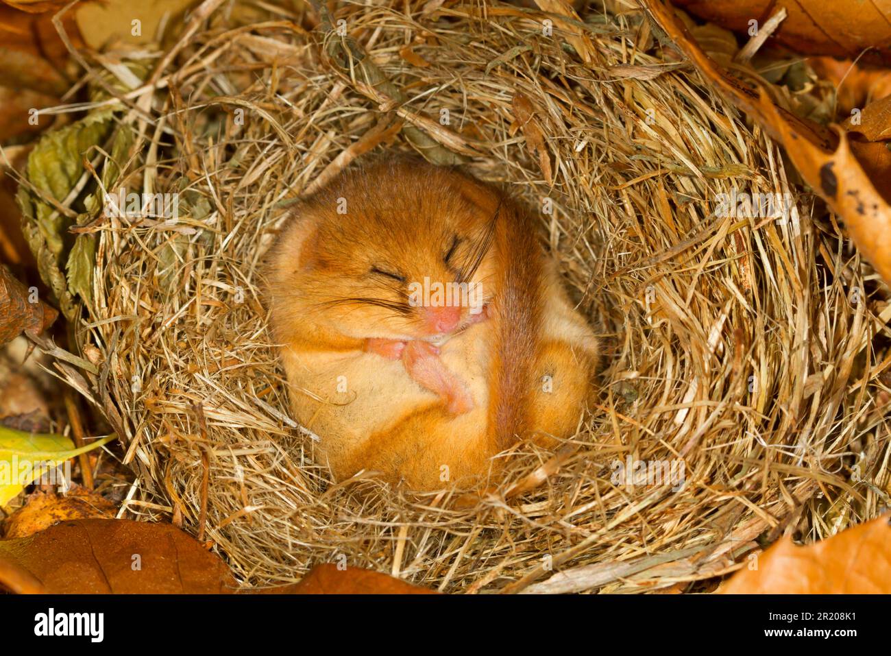 Hibernating animal hi-res stock photography and images - Alamy