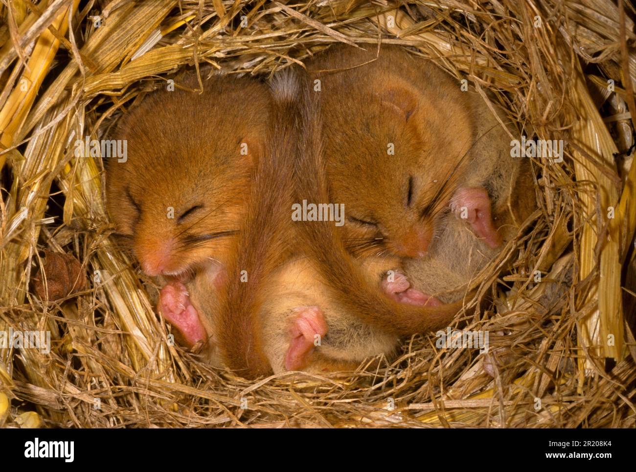 Dormouse, dormice, dormice, rodents, mammals, animals, Dormouse ...