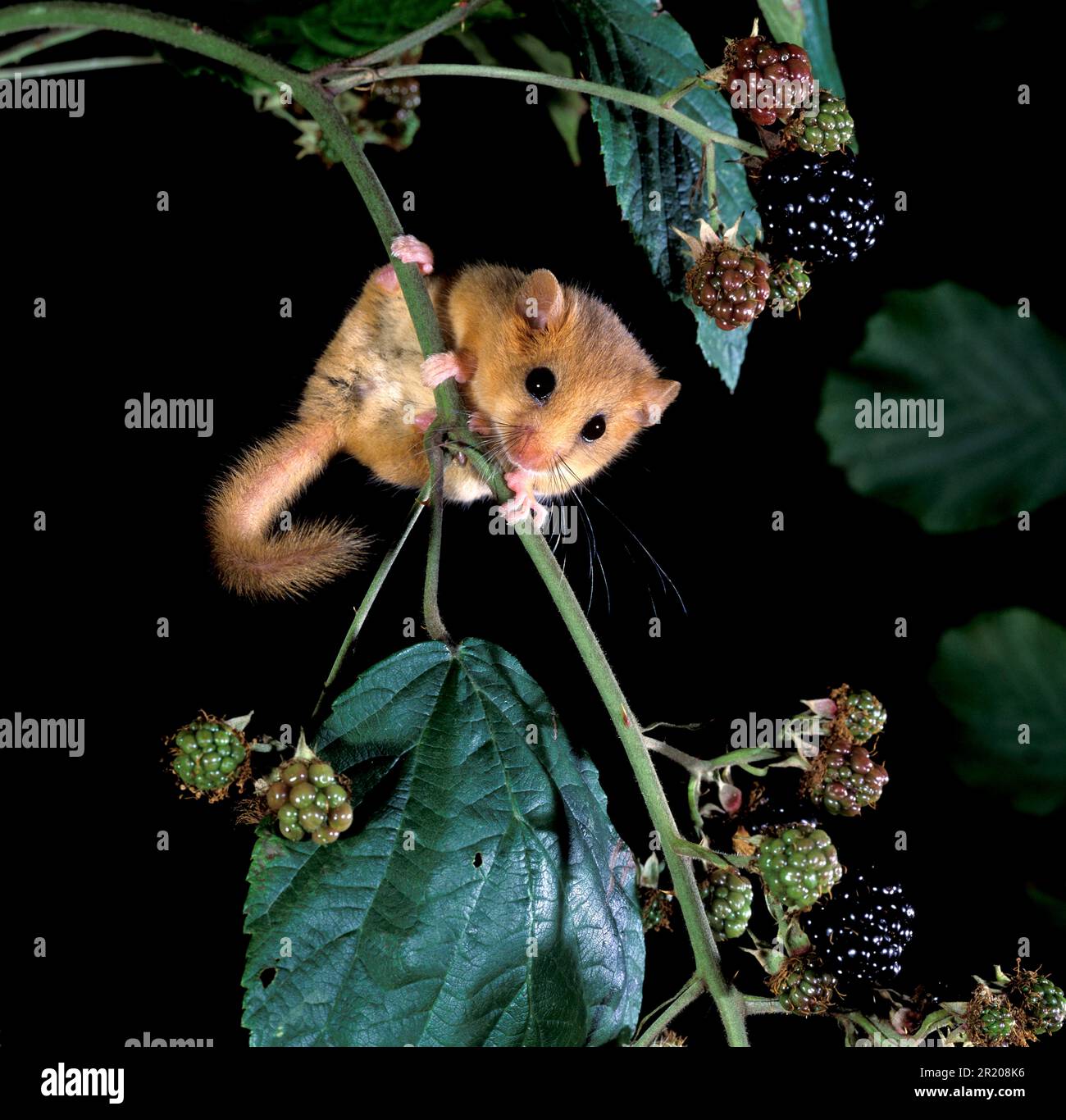 Dormouse Disney Animals Wiki Fandom Powered By Wikia