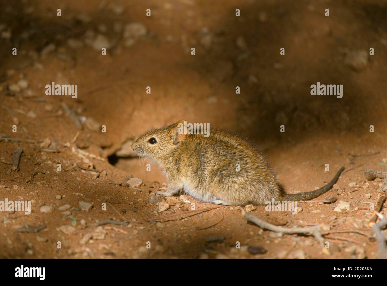 Single striped grass mouse, single striped grass mouse, single striped ...