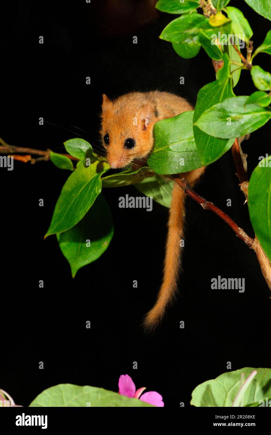 Dormouse, hazel dormice, Dormice, Rodents, Mammals, Animals, Hazel ...